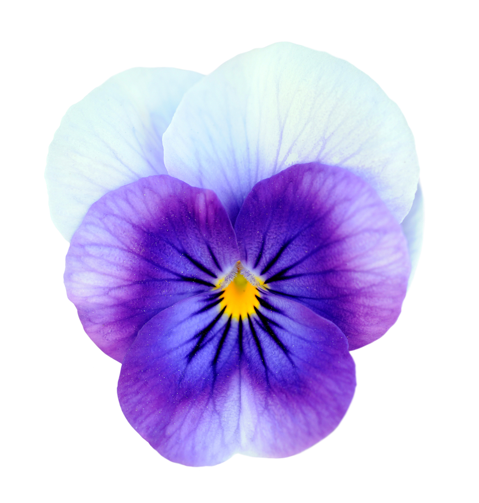 Giving Violets for February - Or Any Time of Year - Rose Hill Florist ...